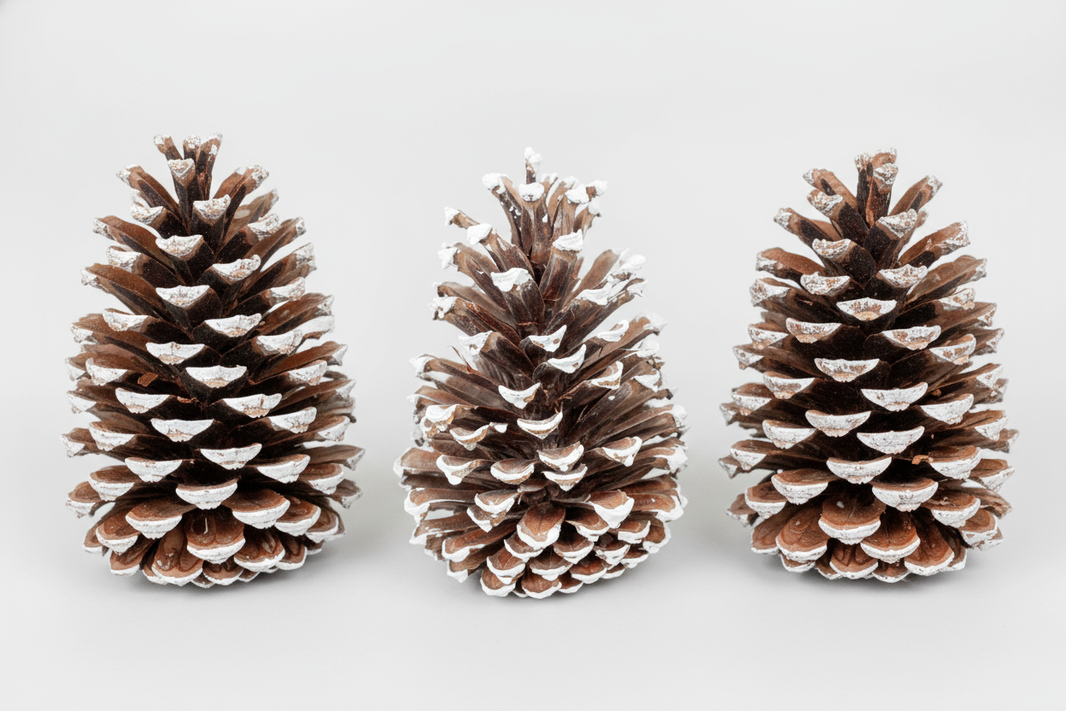 LONG LEAF PINECONES – GS Foliage