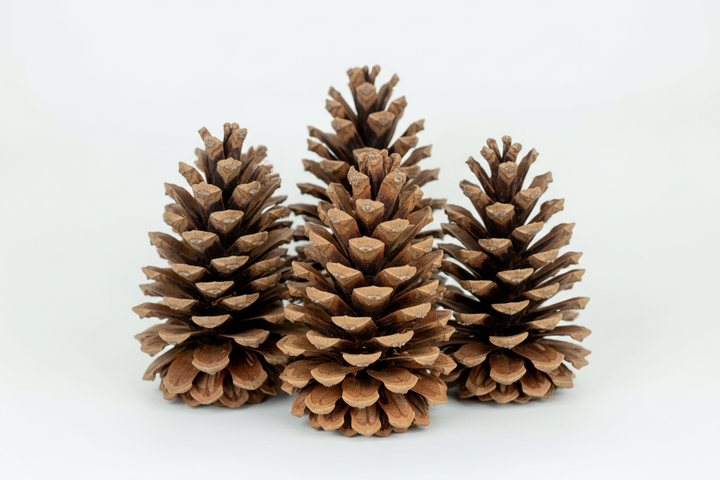LONG LEAF PINECONES – GS Foliage